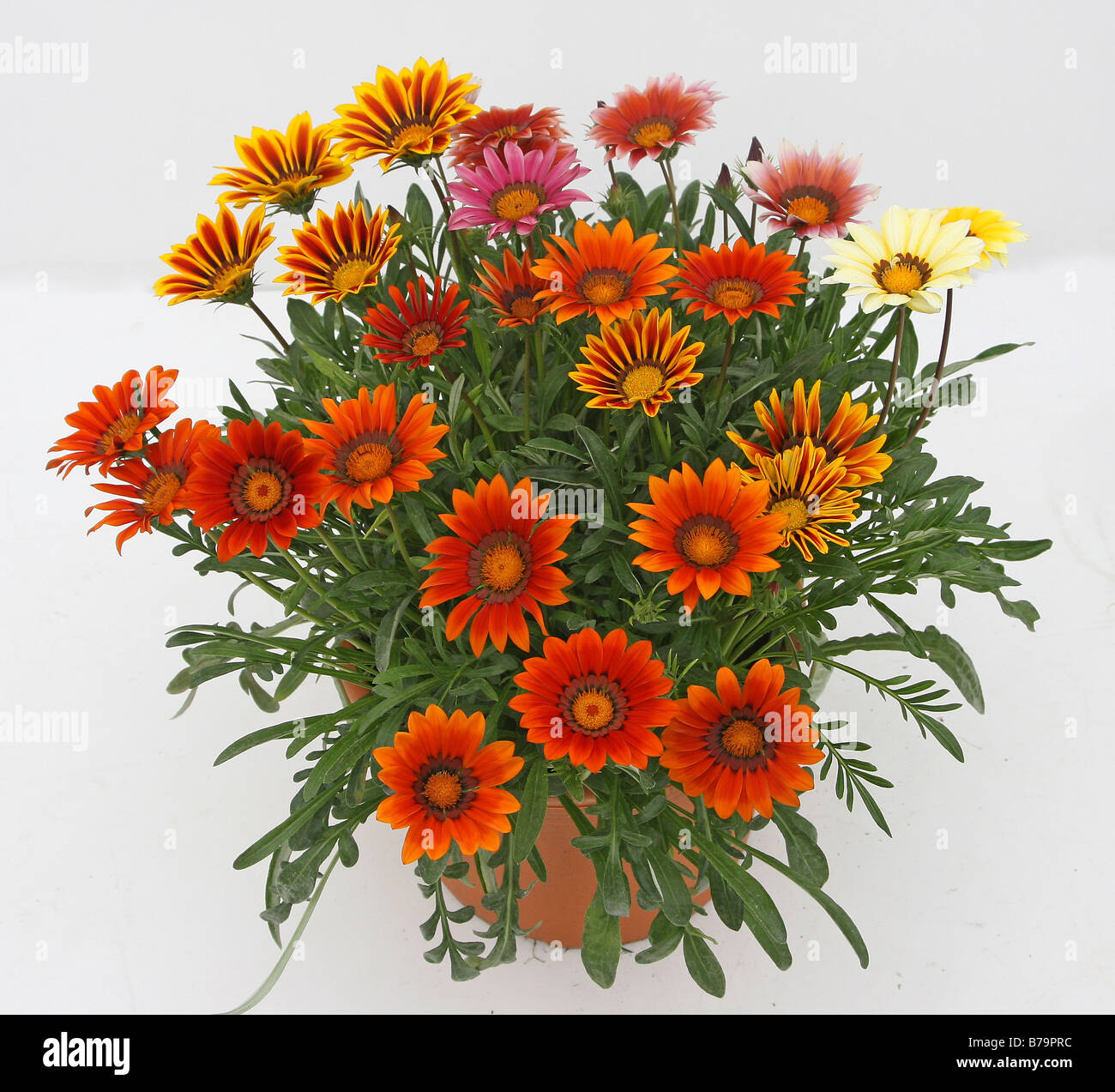 Gazania pot hi-res stock photography and images - Alamy
