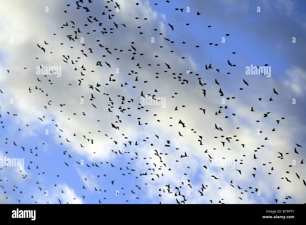 flock of starlings birds flying in open blue sky Stock Photo - Alamy