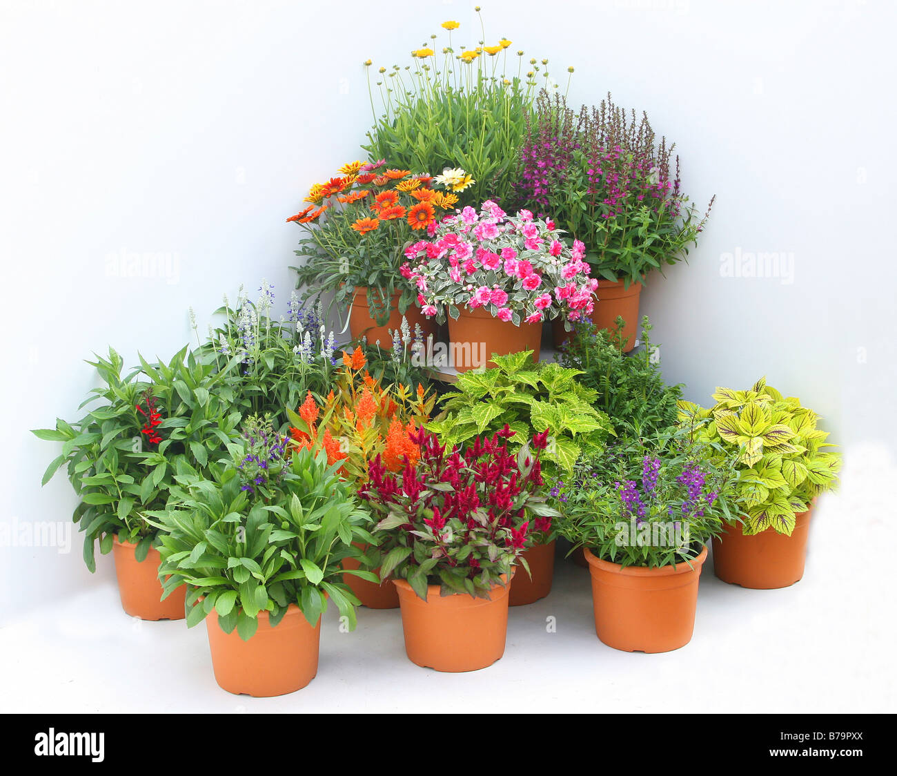 Collection of plants in containers against a white background Stock ...