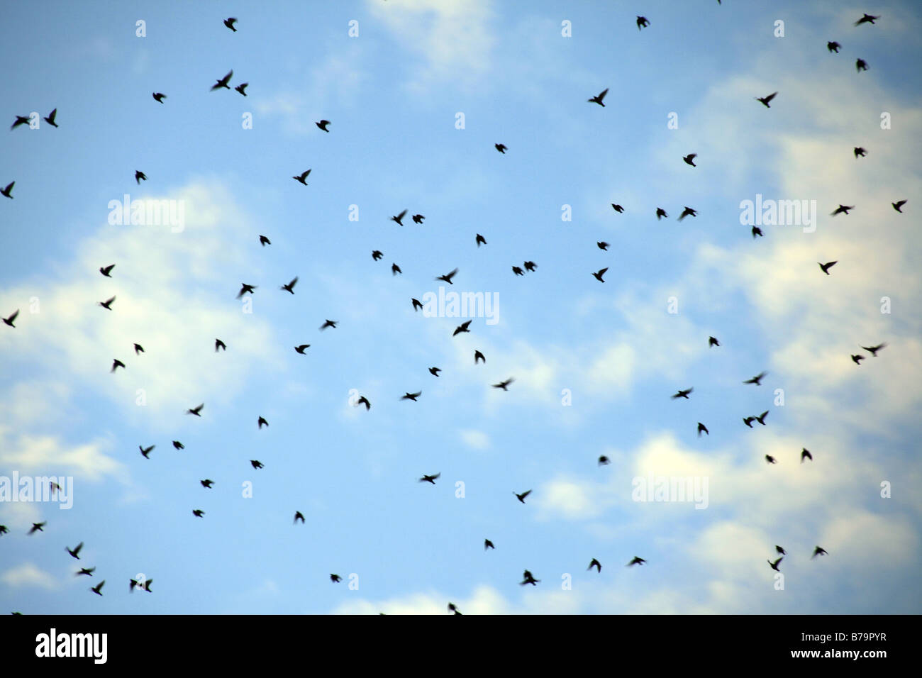 flock of starlings birds flying in open blue sky Stock Photo - Alamy