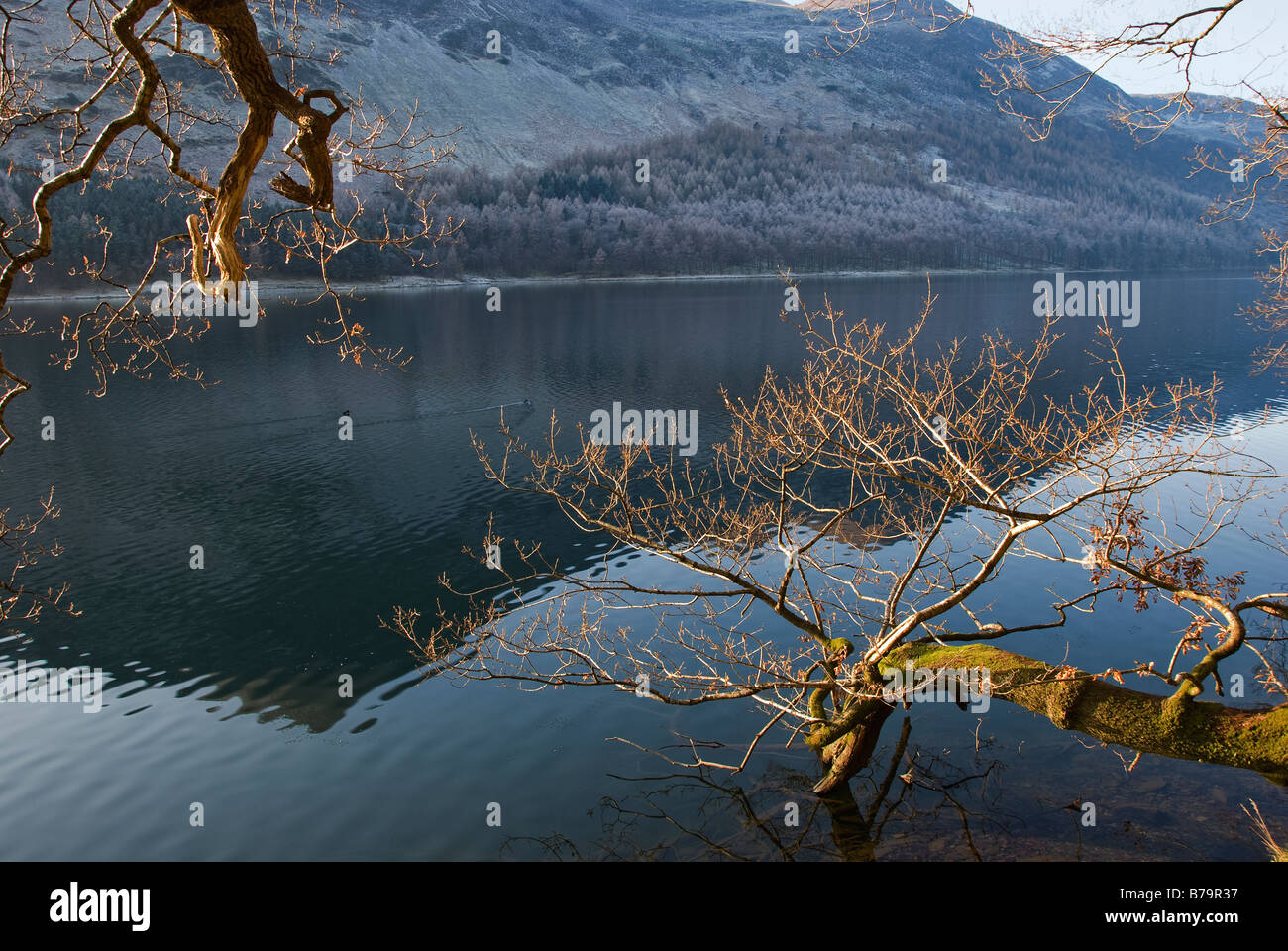 Burtness Wood, Buttermere Stock Photo - Alamy