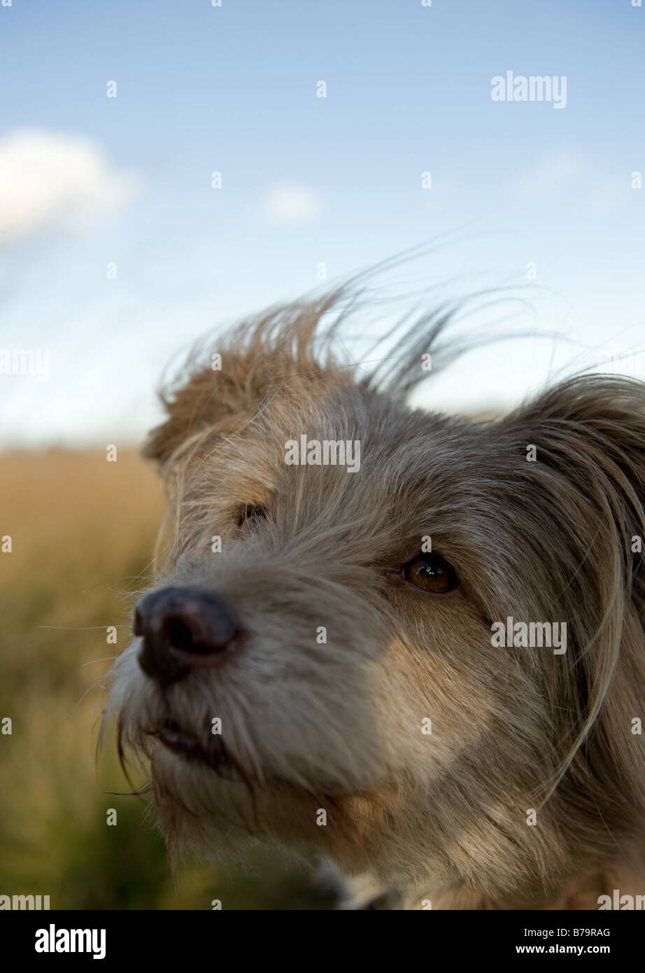 Cute, fluffy, unusual k9 dog in relaxed pose with adorable fluffy ears ...