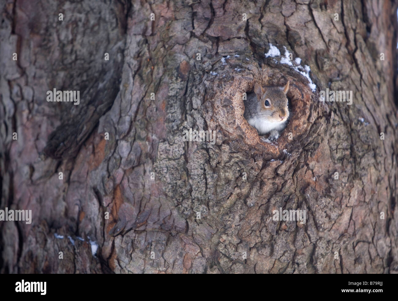 Tree trunk hole squirrel hi-res stock photography and images - Alamy