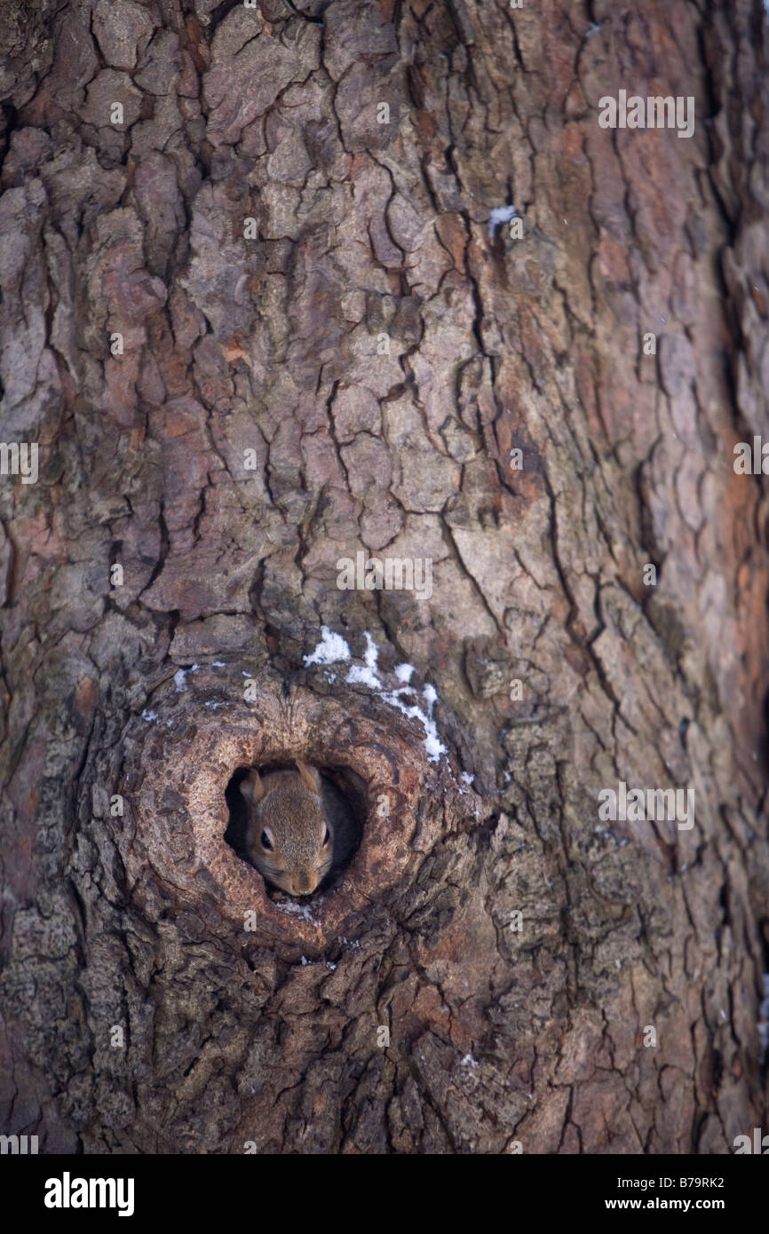 Grey Squirrel inside hole in tree trunk in Public Garden, Boston ...