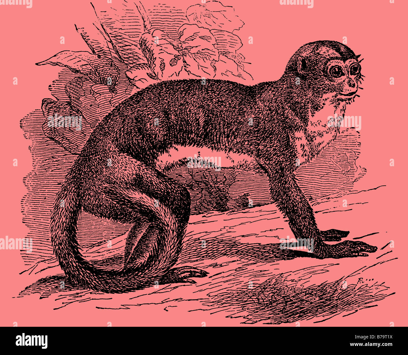 19th century illustration of a Night Monkey Stock Photo - Alamy