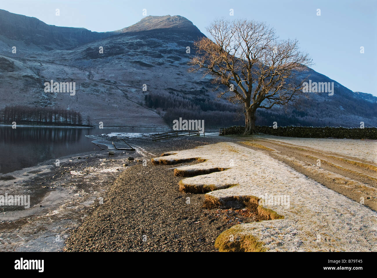 The Ash Tree and Red Pike, Buttermere Stock Photo - Alamy