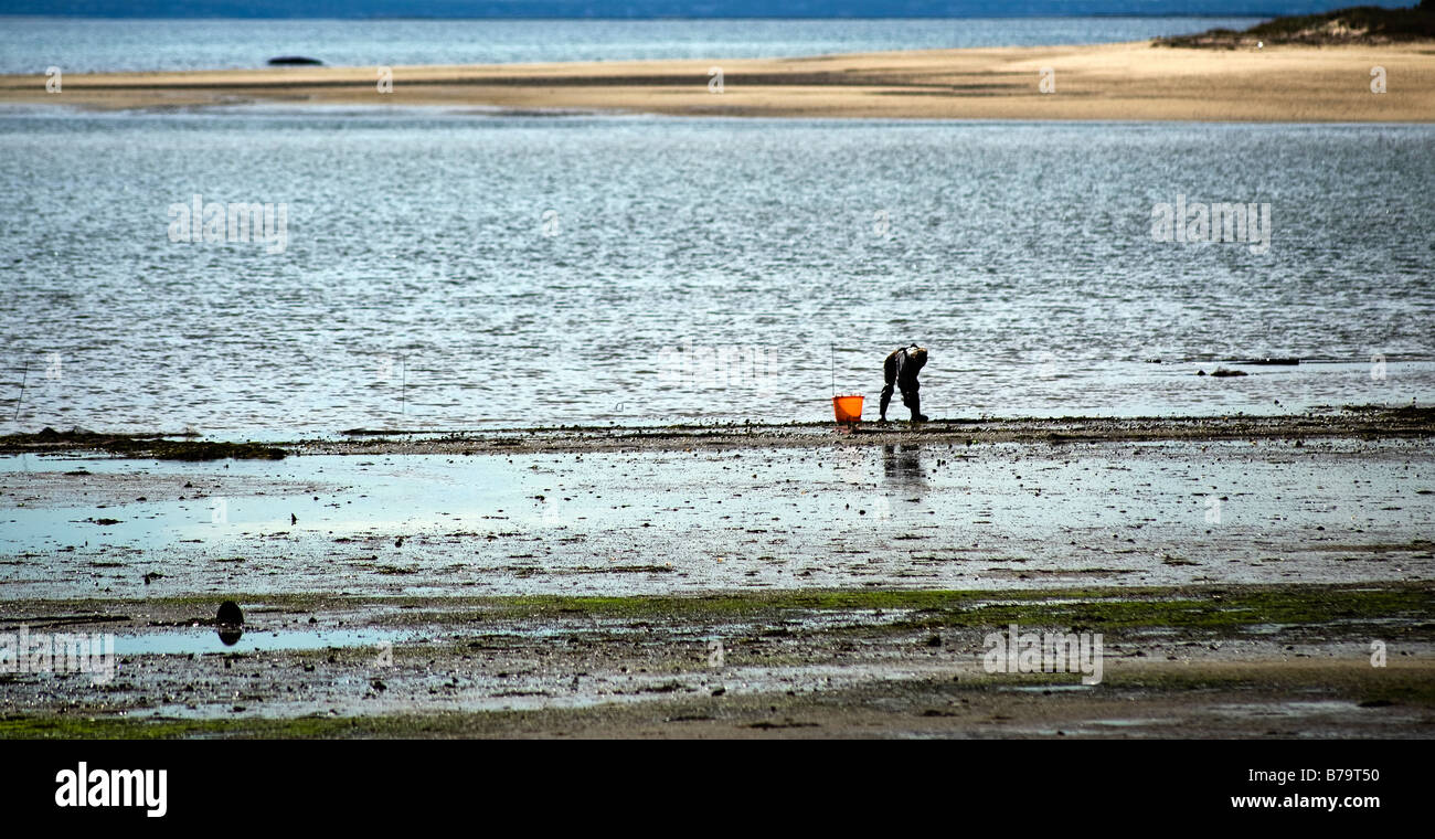 Man clamming in Wellfleet harbor Wellfleet Cape Cod MA USA Stock Photo ...