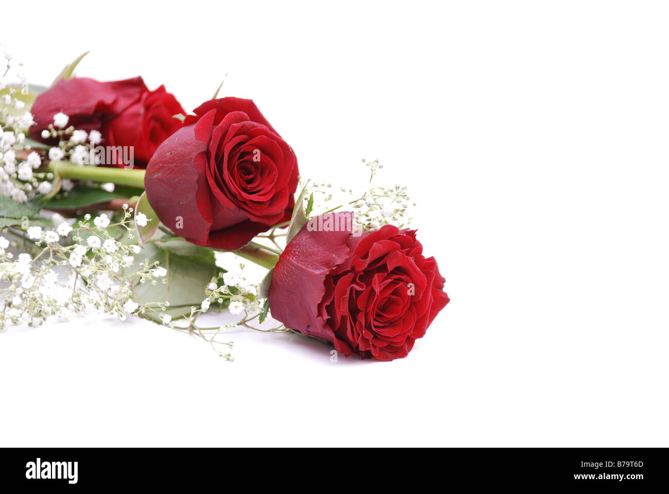 Red roses isolated on white background Stock Photo - Alamy