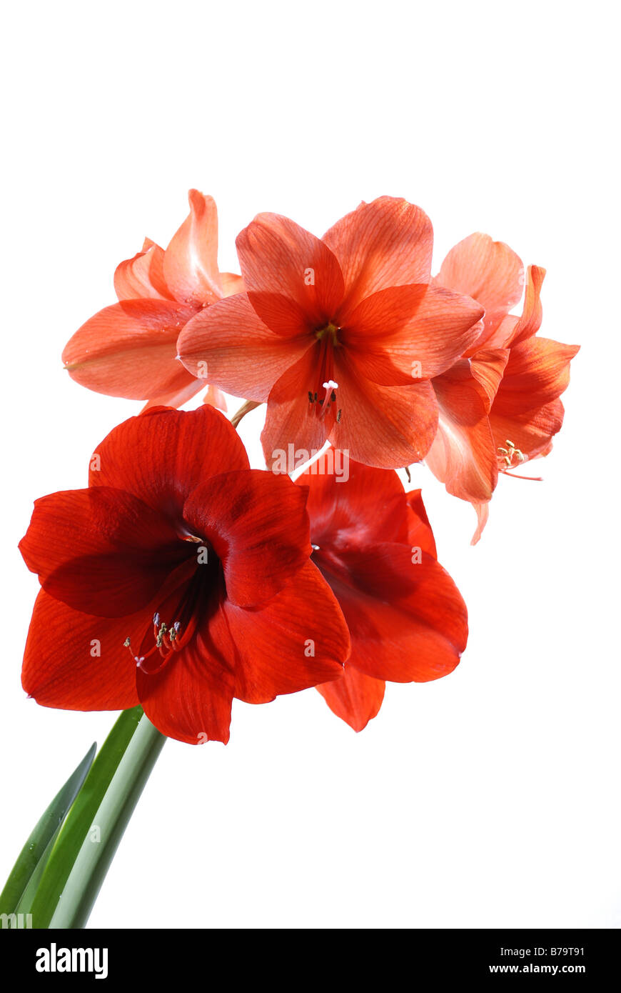 Freshness beautiful Cut Out Stock Images & Pictures - Alamy