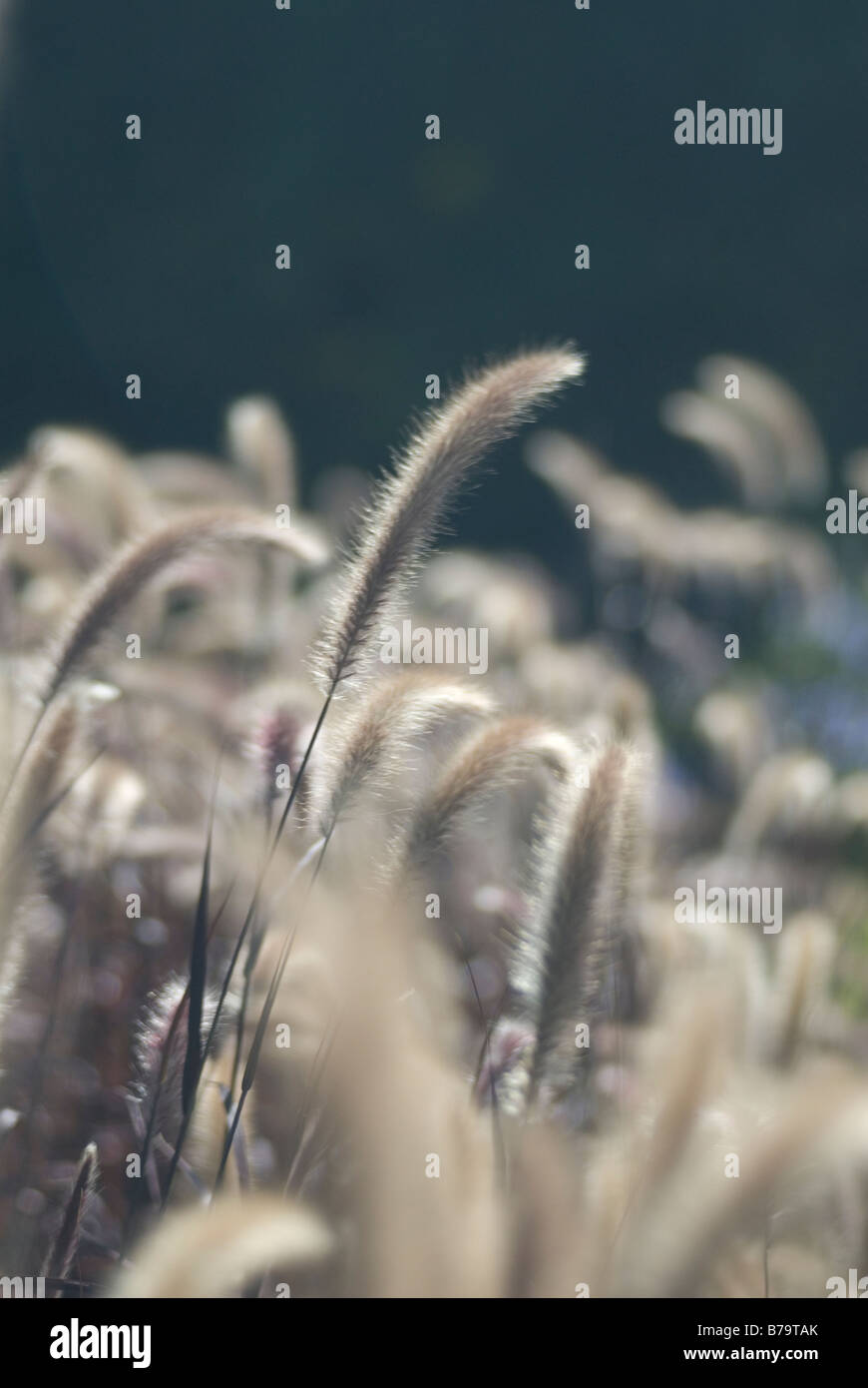 Grass seed heads hi-res stock photography and images - Alamy