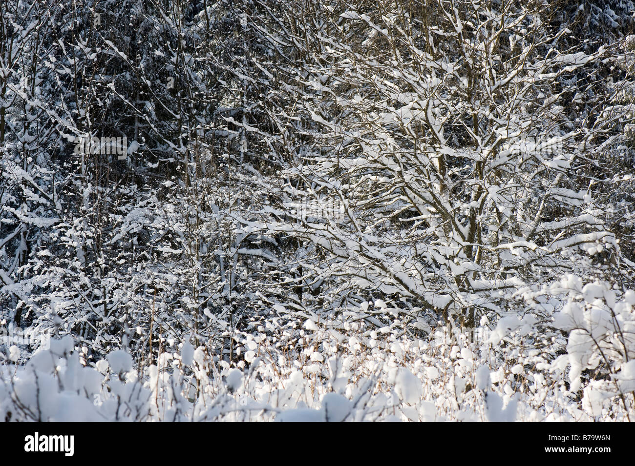 Scenic and picturesque Dolina Koscieliska Zakopane Tatra Mountains ...