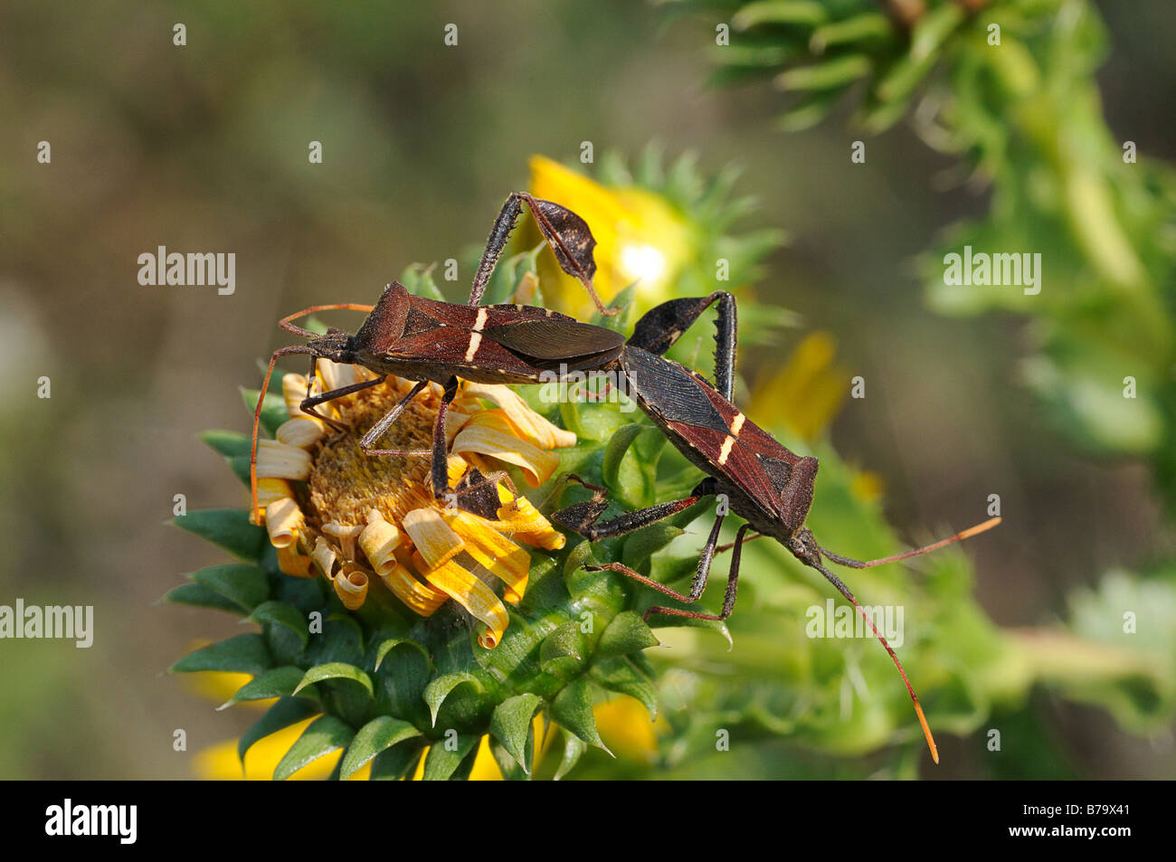 Leaffooted Bugs mating on Saw Leaf Daisy Stock Photo - Alamy