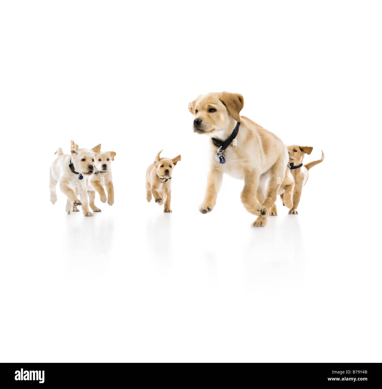 Yellow labrador puppy running Cut Out Stock Images & Pictures - Alamy