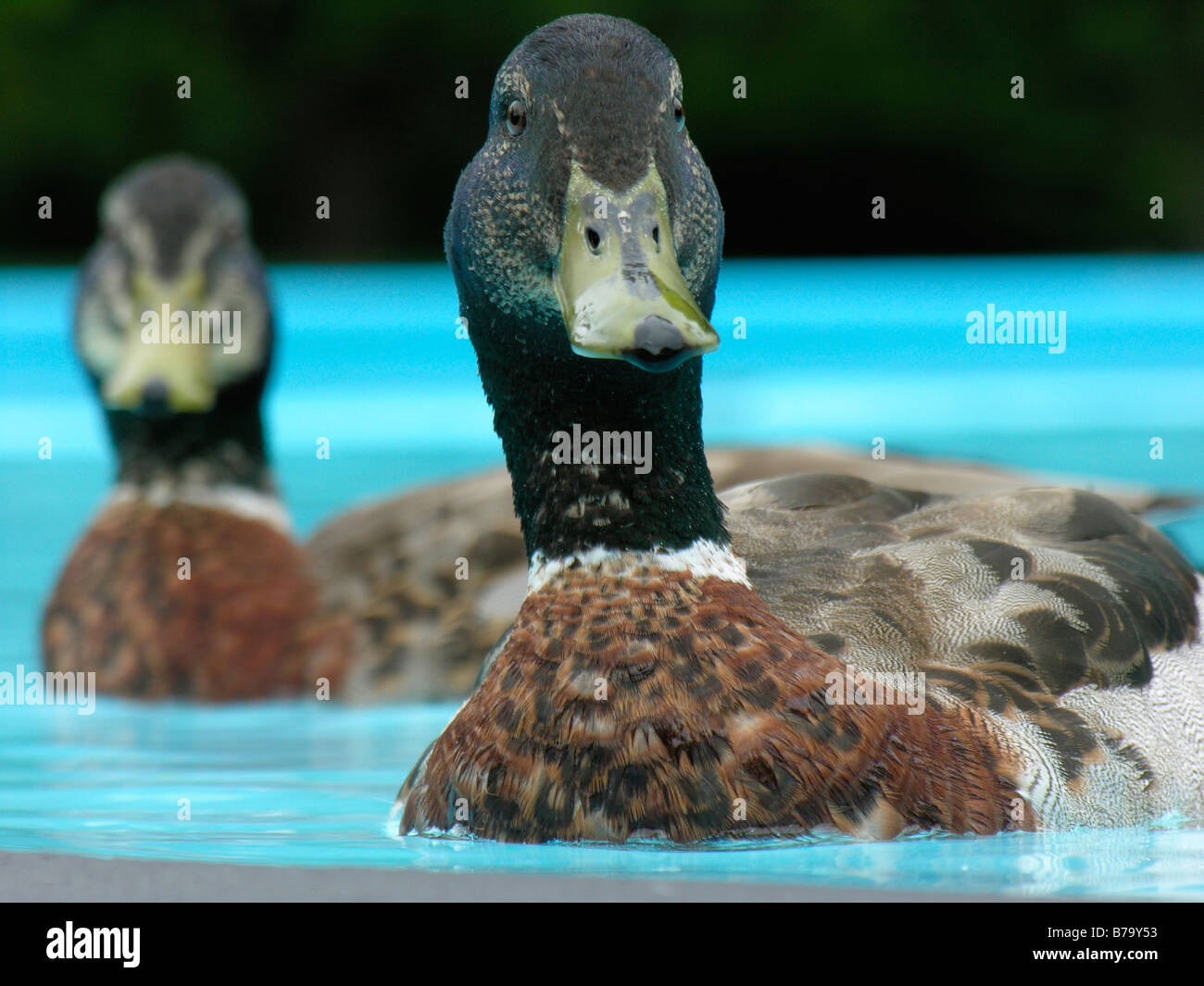 Two mallards swimming on pond Stock Photo - Alamy