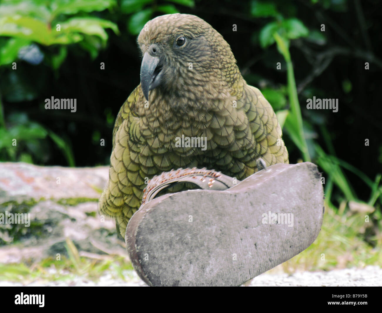 Kea playing with shoe New Zealand Stock Photo - Alamy