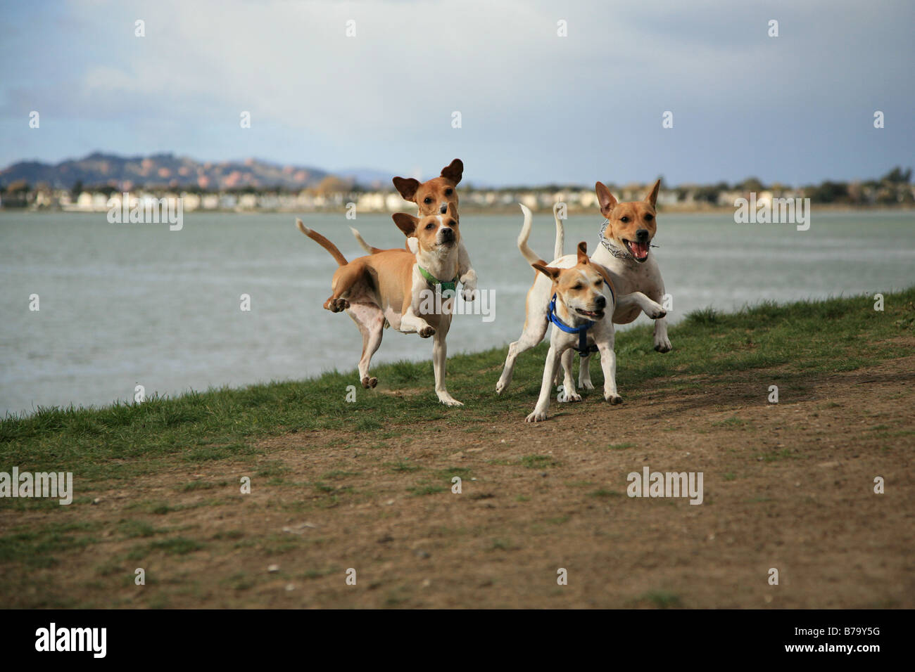 Four Rat Terrier Mix Dogs Bounding Up a Hill Running Being Silly and ...