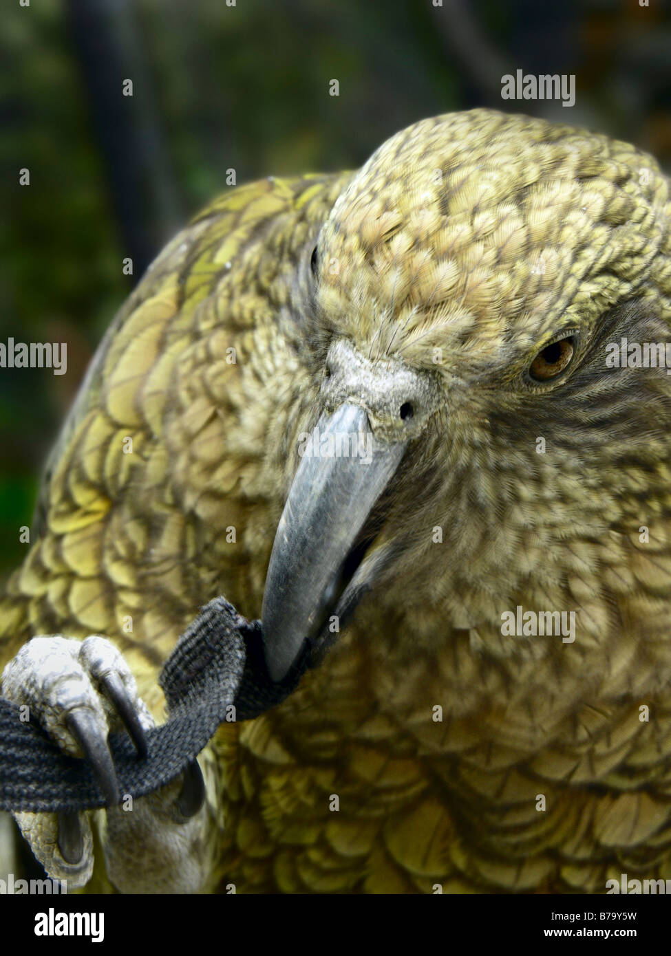 Kea parrot playing hi-res stock photography and images - Alamy