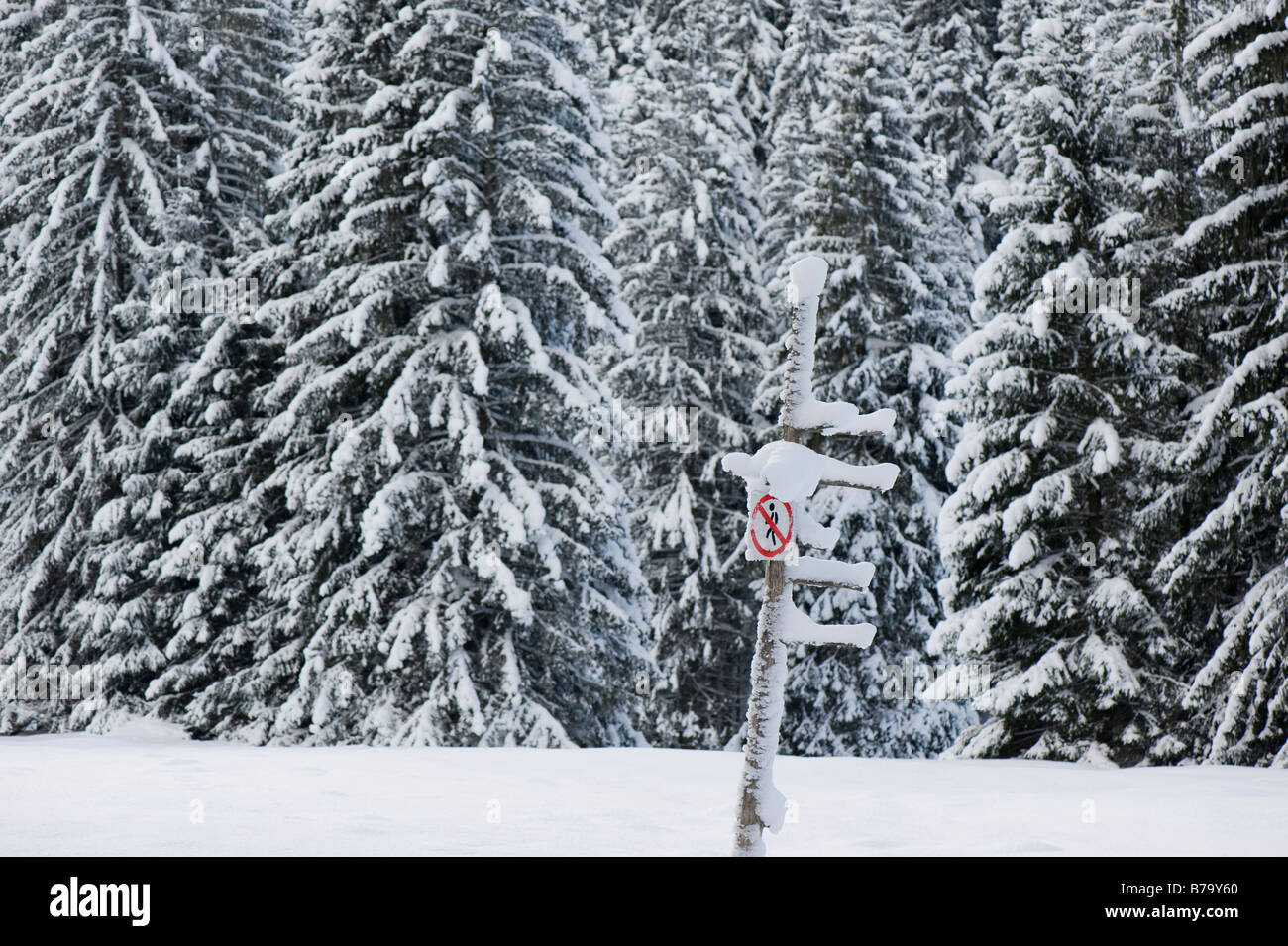 Scenic and picturesque Dolina Koscieliska Zakopane Tatra Mountains ...
