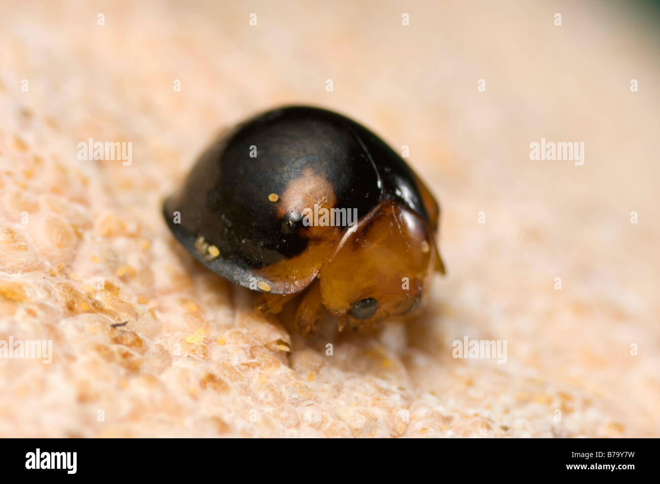 Scale insects hi-res stock photography and images - Alamy