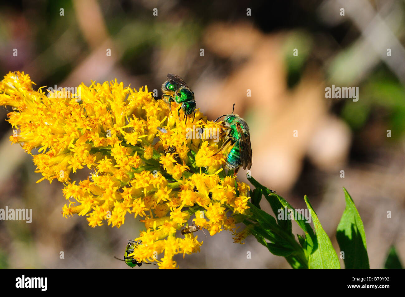 Green sweet bees hi-res stock photography and images - Alamy