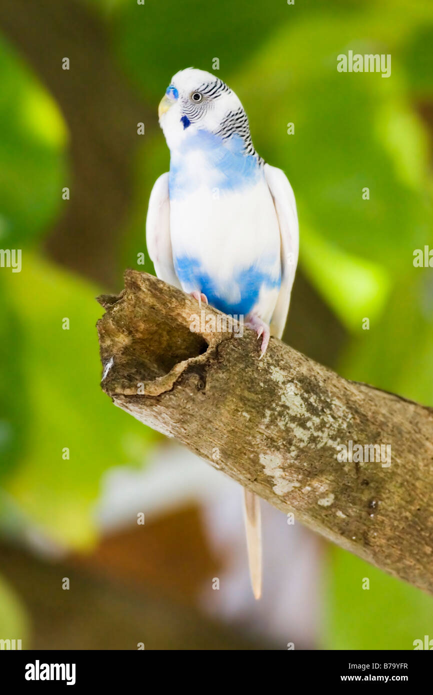 Budgerigar perching on a tree branch on Thulhagiri Island in The ...