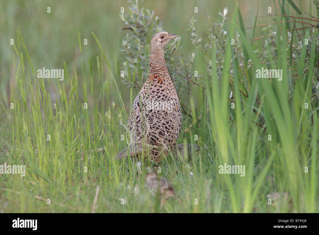 common pheasant female Stock Photo - Alamy