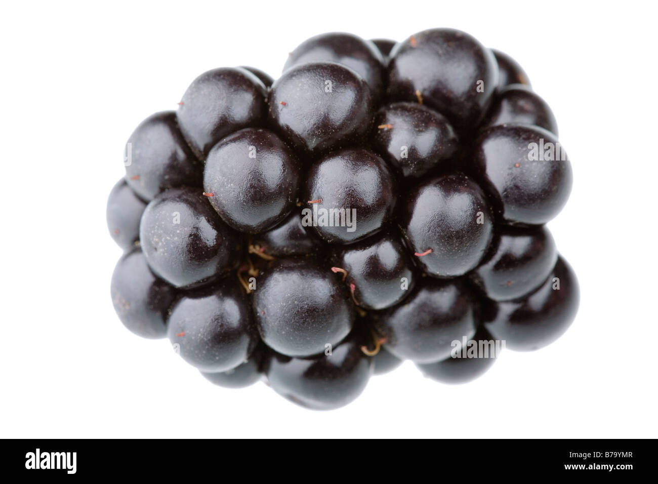 Single blackberry fruit isolated against white background Stock Photo ...