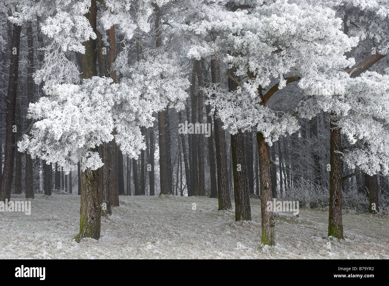Hoar frost trees hi-res stock photography and images - Alamy