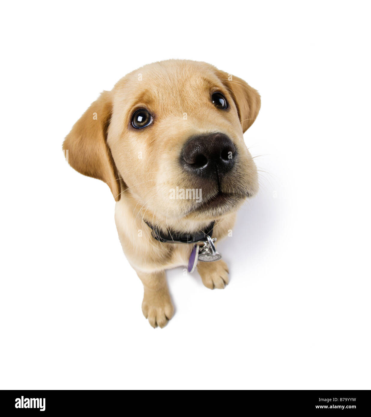 9 week old Labrador cross Golden Retriever puppy sitting down and ...