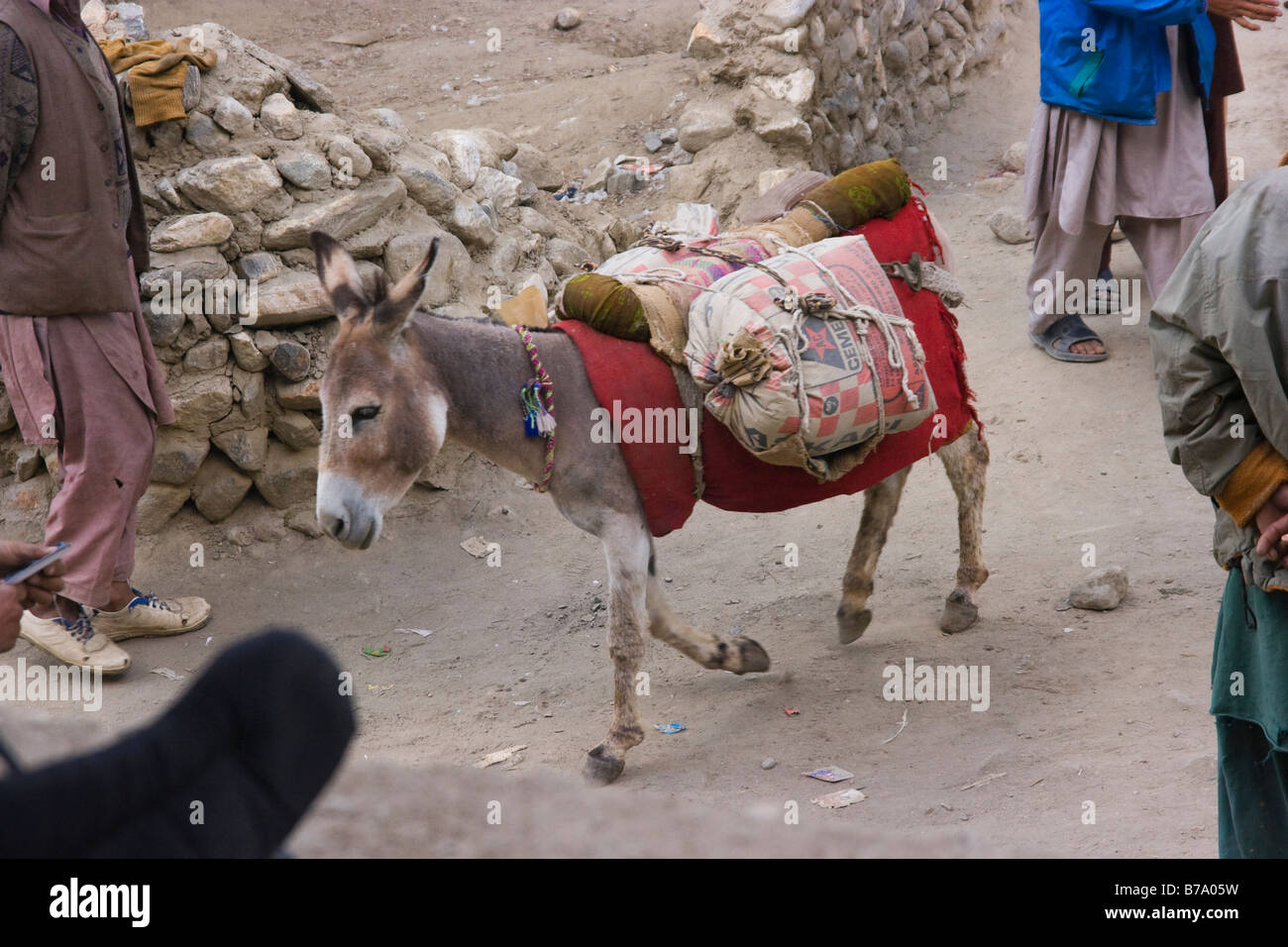 A small donkey pack animal carrying a load through the village of ...
