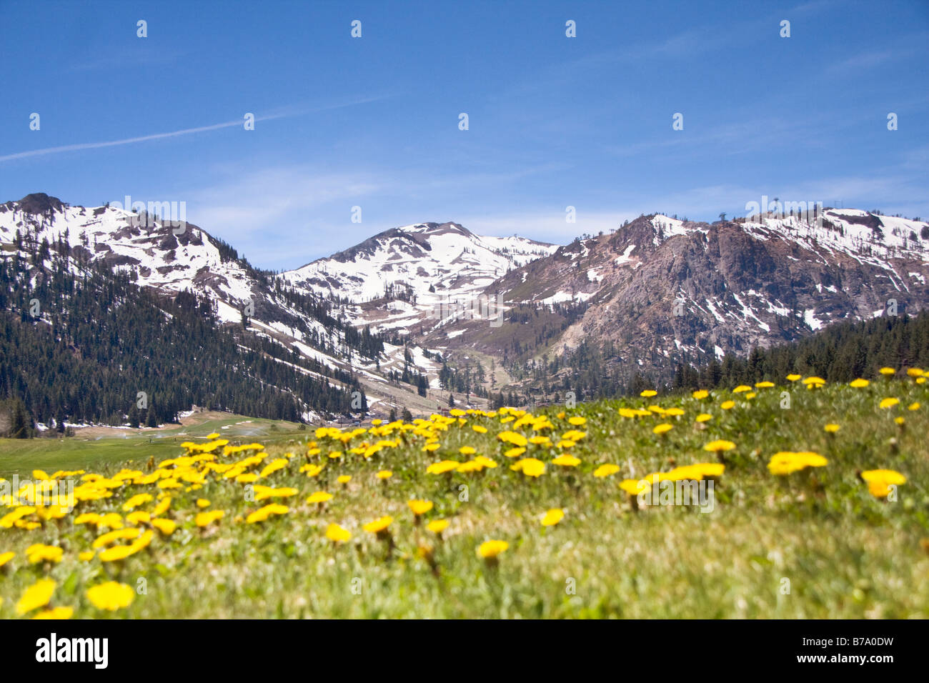 Squaw Valley and dandelion flowers in the spring in California Stock ...