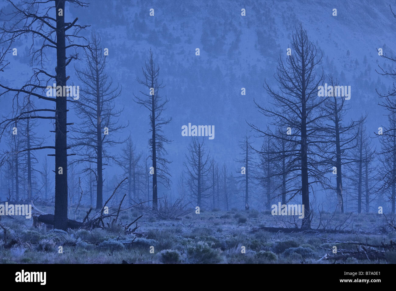 A burnt forest and the aftermath of a forest fire in the Sierra ...