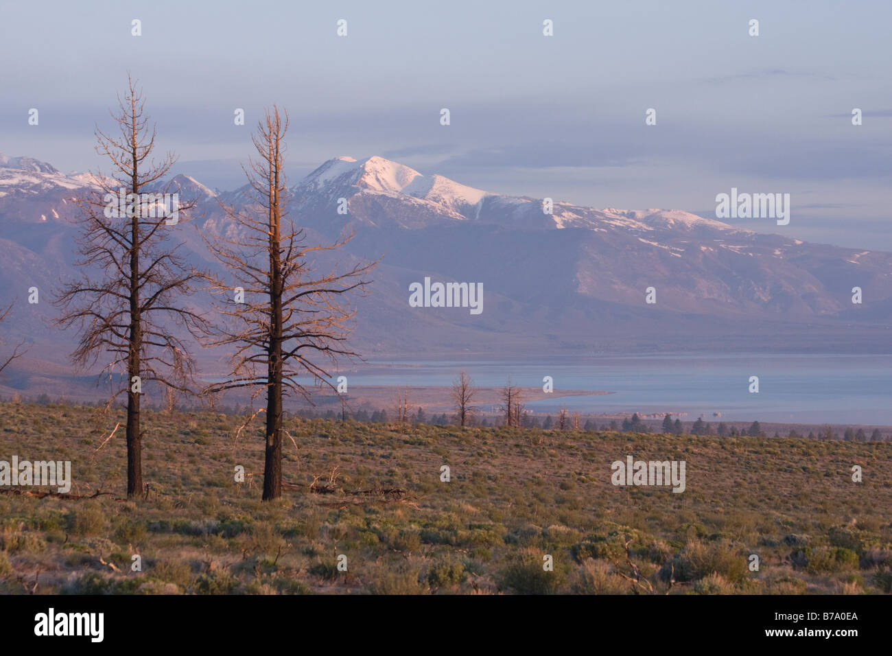 A burnt forest and the aftermath of a forest fire in the Sierra ...