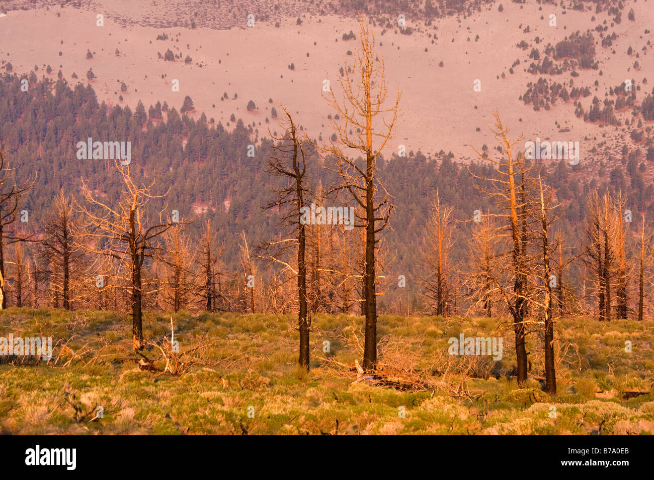 Aftermath of forest fire hi-res stock photography and images - Alamy