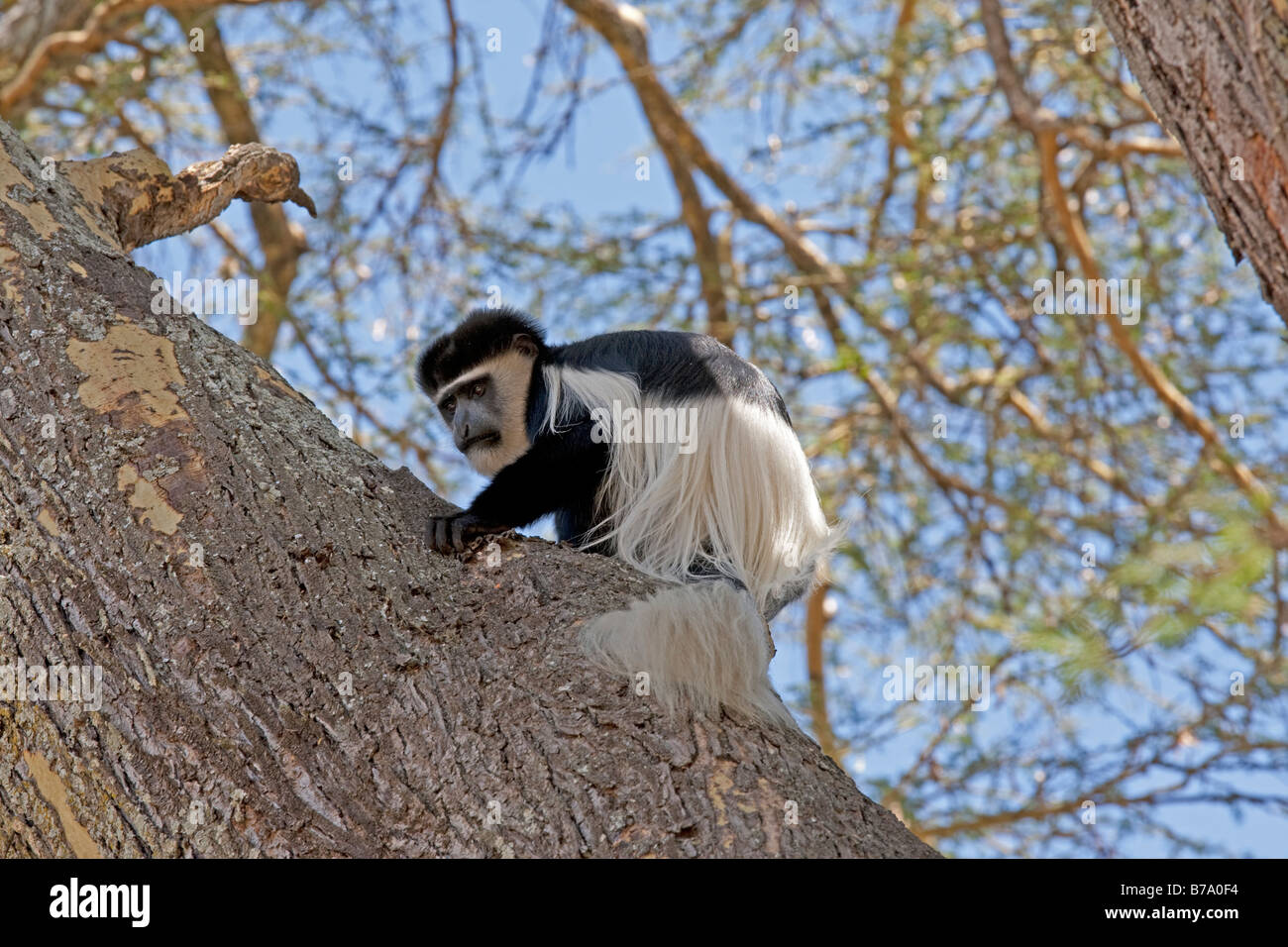 Black and white colobus monkey hi-res stock photography and images - Alamy