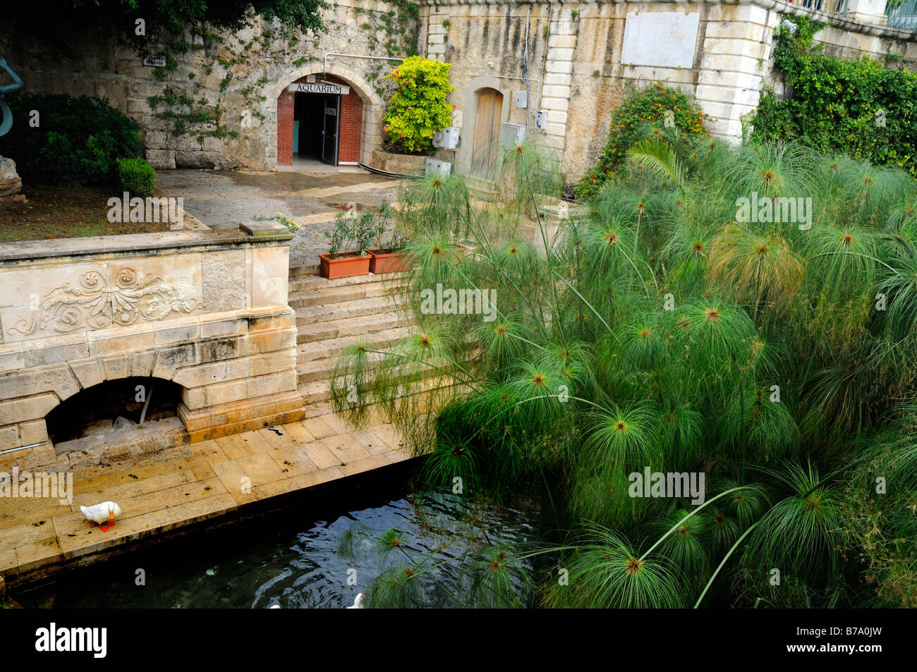 Papyrus plants growing in the stream basin of the nymph Arethusa in ...