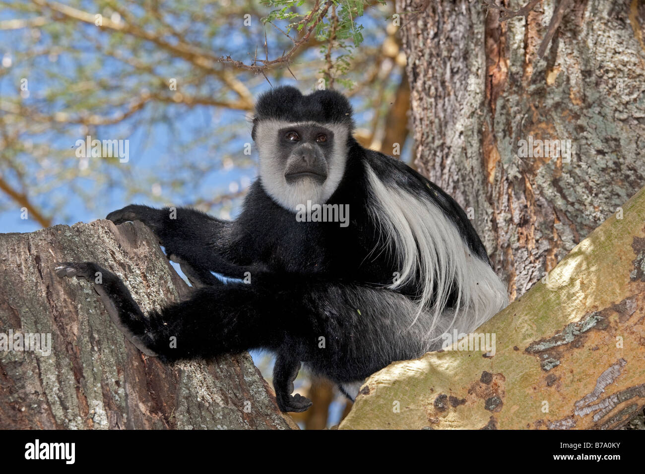 Black and white Colobus monkey Colobus guereza Elsamere Conservation ...