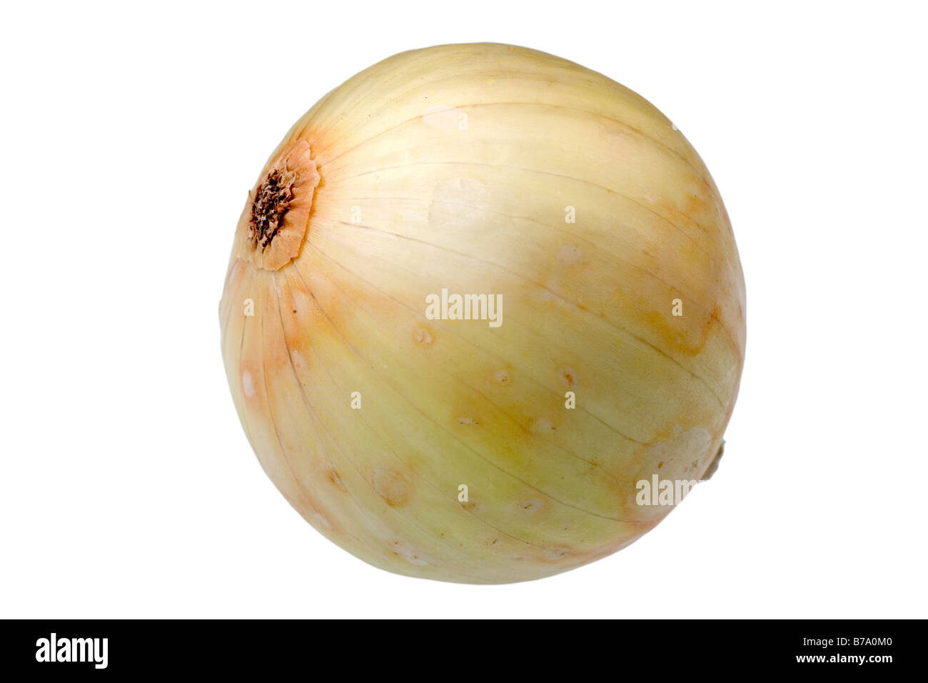 Single onion isolated against white background Stock Photo - Alamy