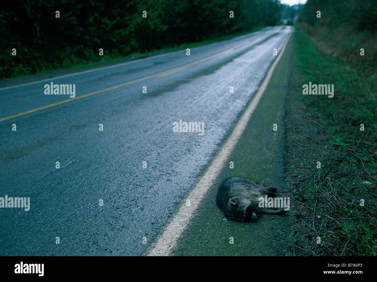 Raccoon street hi-res stock photography and images - Alamy