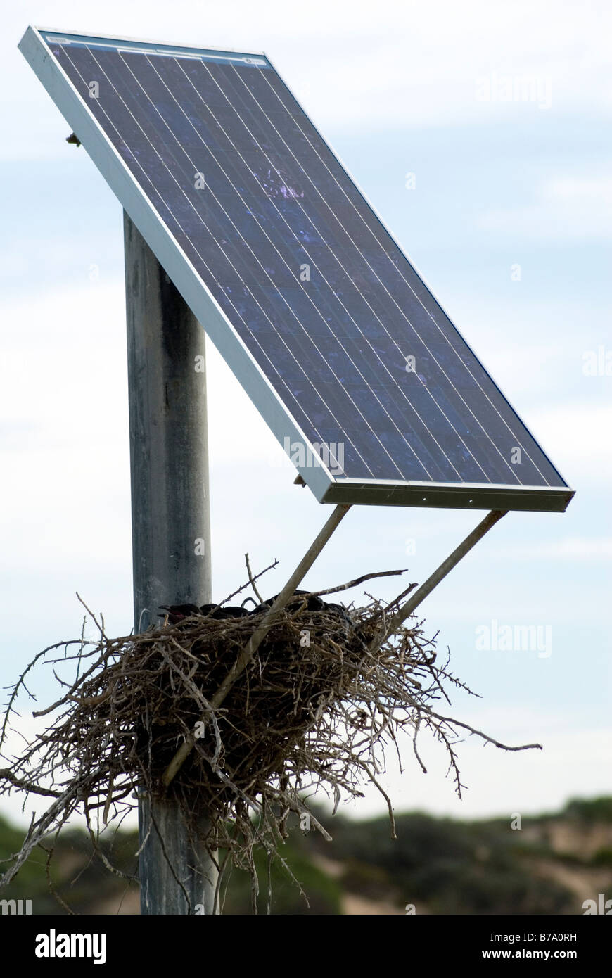 Solar cells with birds nest , The Coorong , southeastern South ...