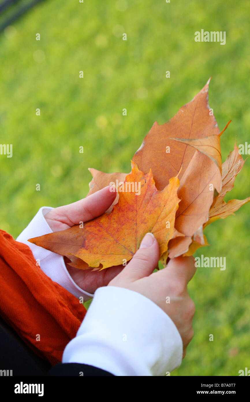 Hands holding autumnal leaves Stock Photo - Alamy