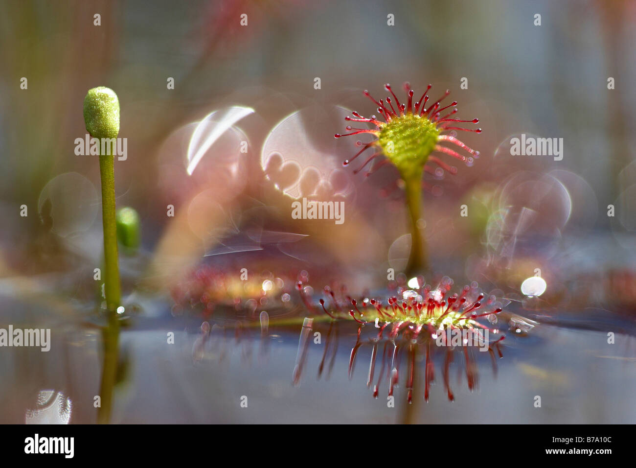Spoonleaf Sundew (Drosera intermedia) and reflexes in the water ...