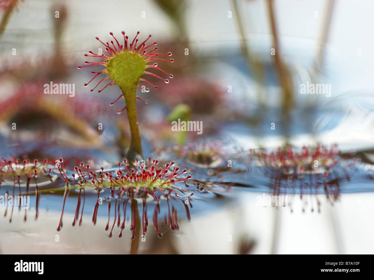 Spoonleaf Sundew (Drosera intermedia) and reflections in the water ...