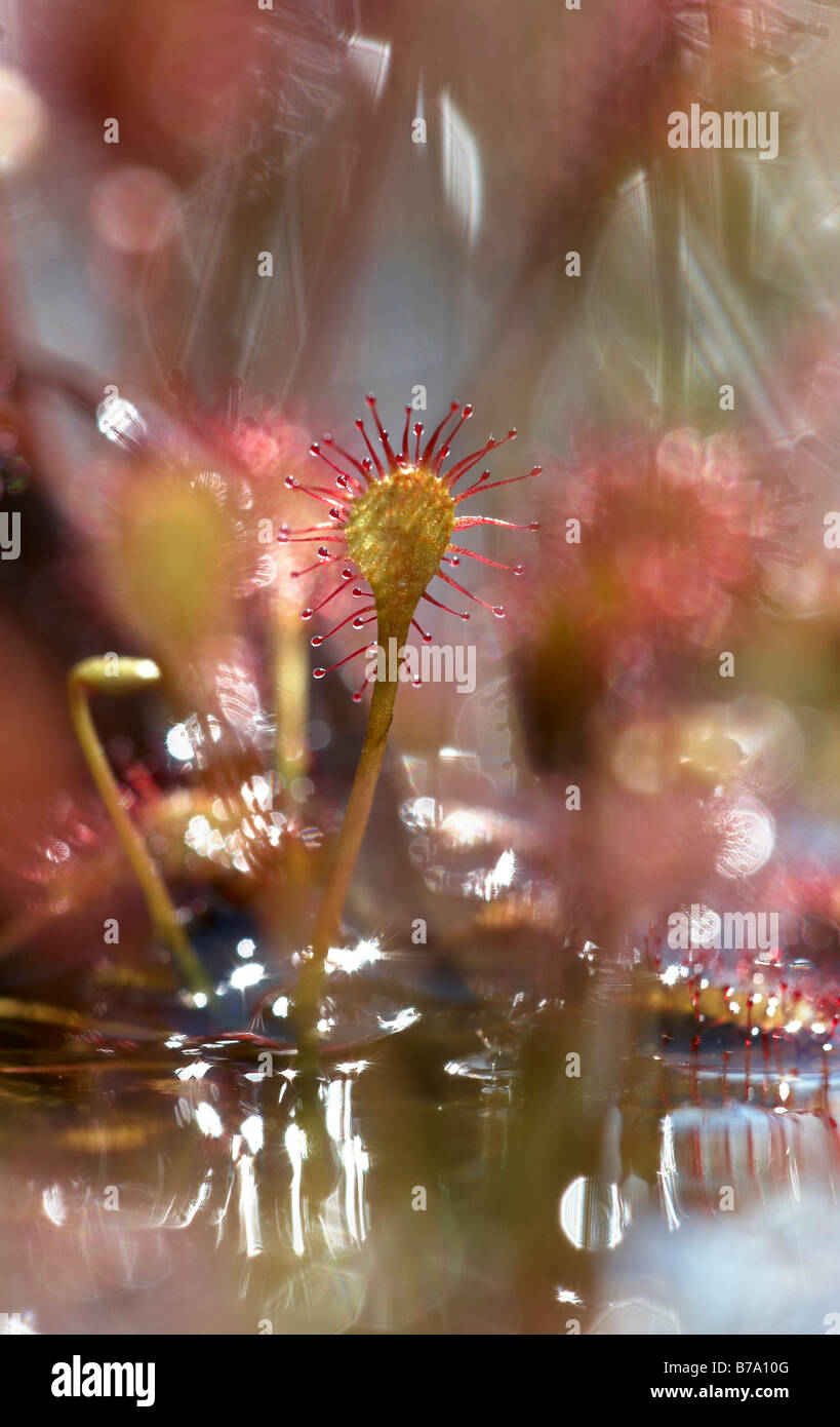 Spoonleaf Sundew (Drosera intermedia) and reflexes in the water ...