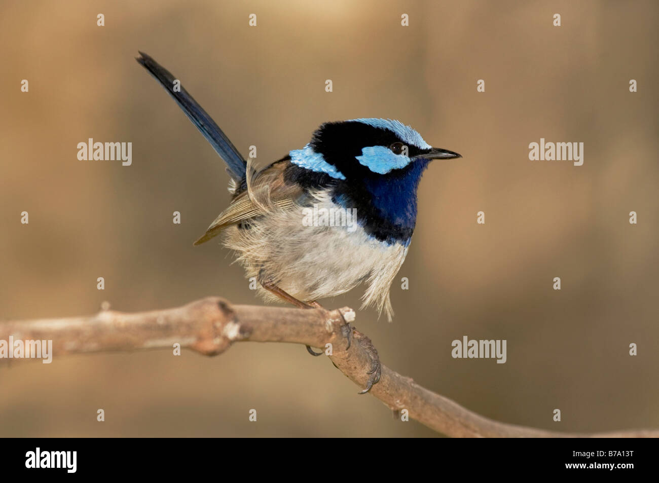 Australian blue wren hi-res stock photography and images - Alamy