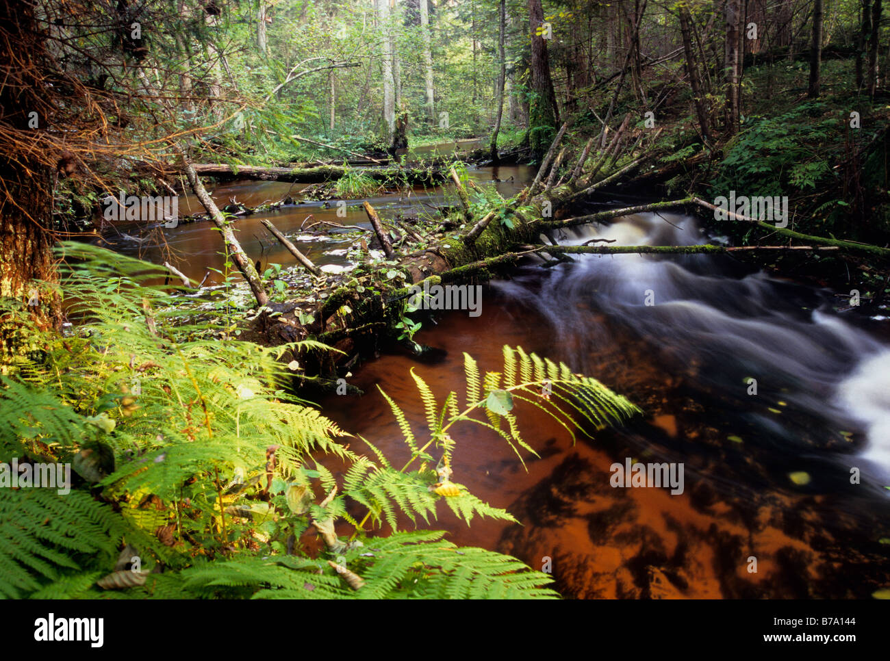 river in a forest Stock Photo - Alamy