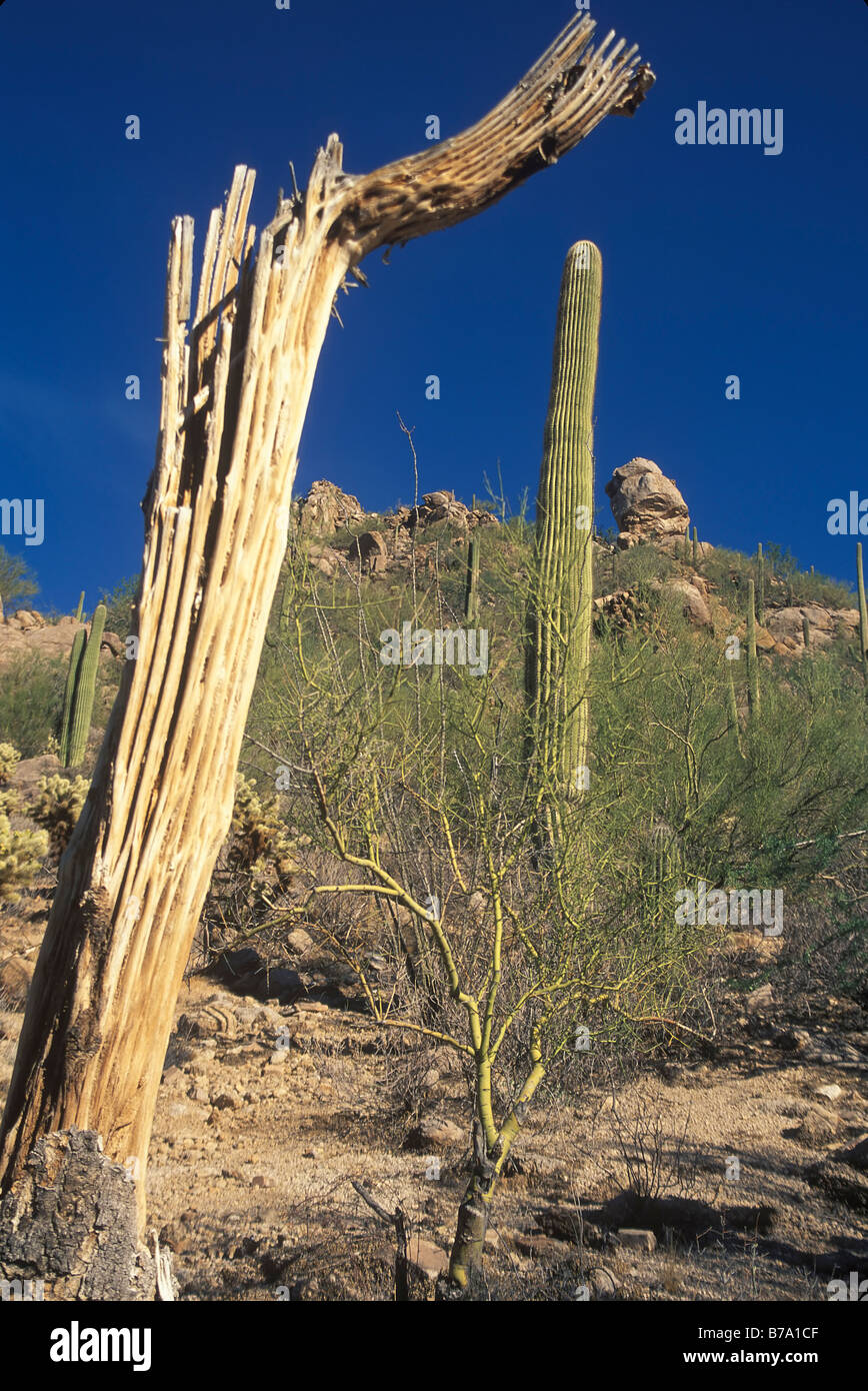 Saguaro Cactus Skeleton Sonoran Desert High Resolution Stock ...