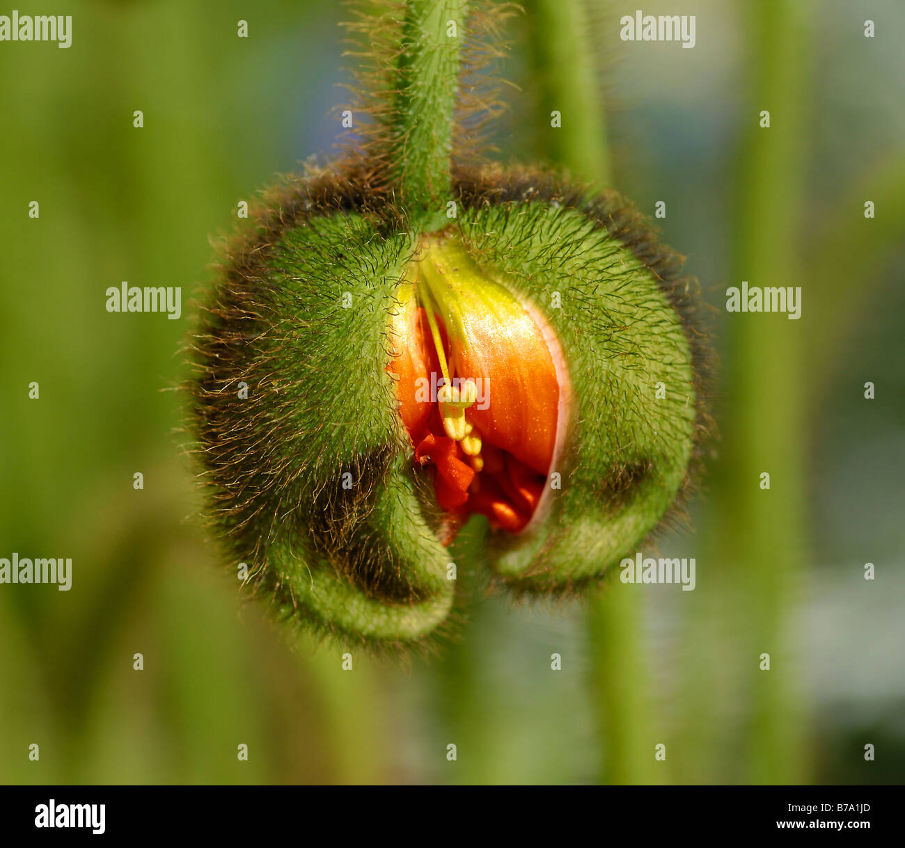 Poppy the opening botanic garden Stock Photo - Alamy