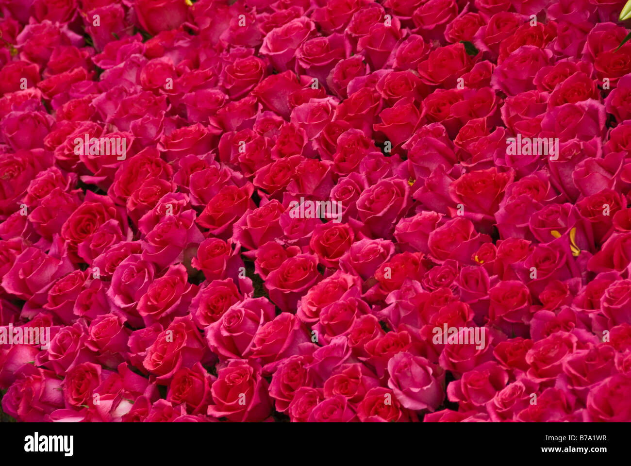 Rose rose is flowering shrub of the genus rosa hi-res stock photography ...