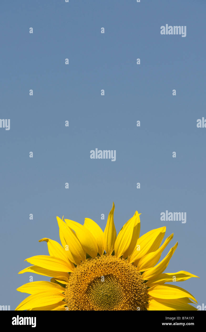 Sunflowers in an Indian field. Grown or the seed crop. Andhra Pradesh ...